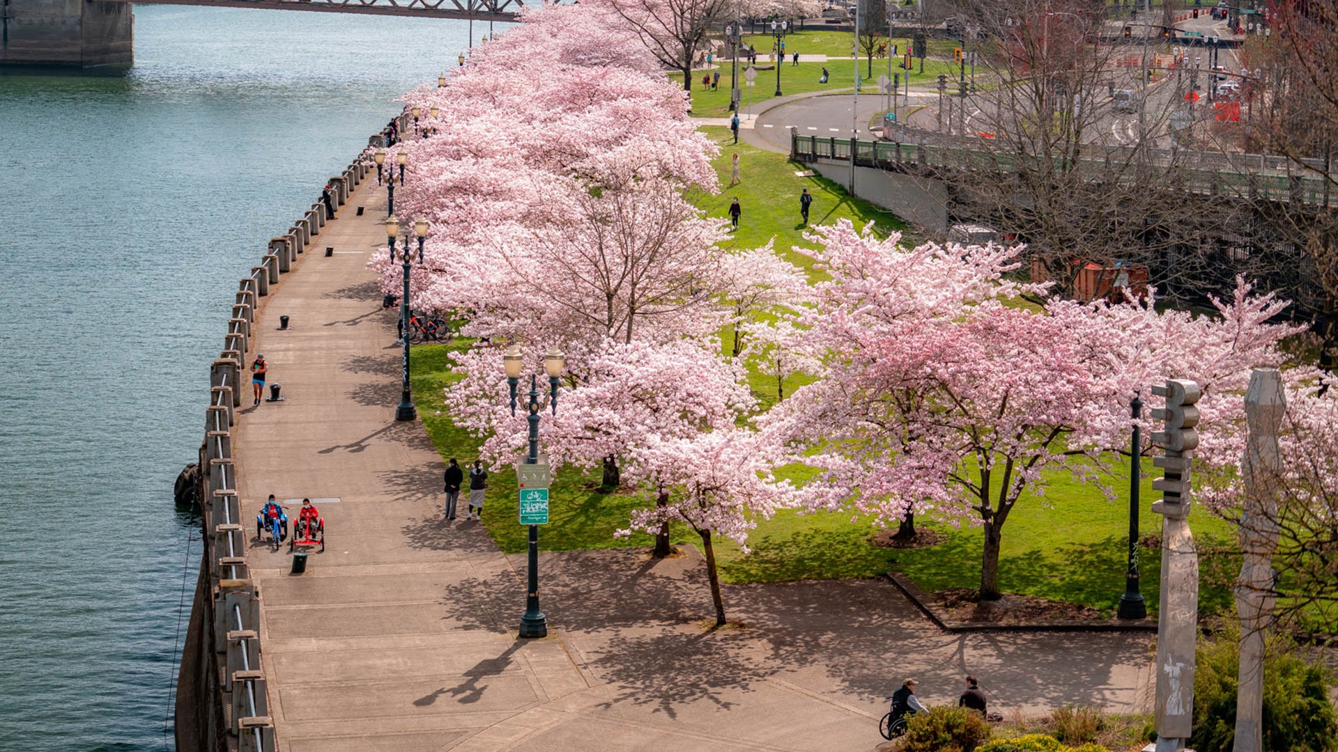 Portland's Cherry Blossom Season: A Spectacular Display of Springtime